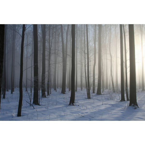 Millwood Pines Misty Winter Forest On Canvas by Aniszewski Print ... Millwood Pines Misty Winter Forest On Canvas by Aniszewski Print ...